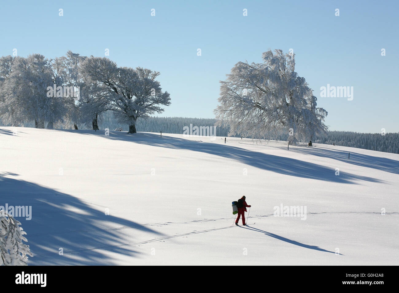 Snowy beech trees in the Black Forest and wintersport Stock Photo - Alamy