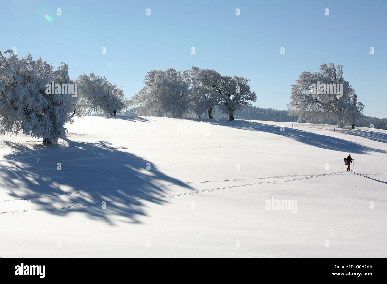 Snowy beech trees in the Black Forest Stock Photo - Alamy