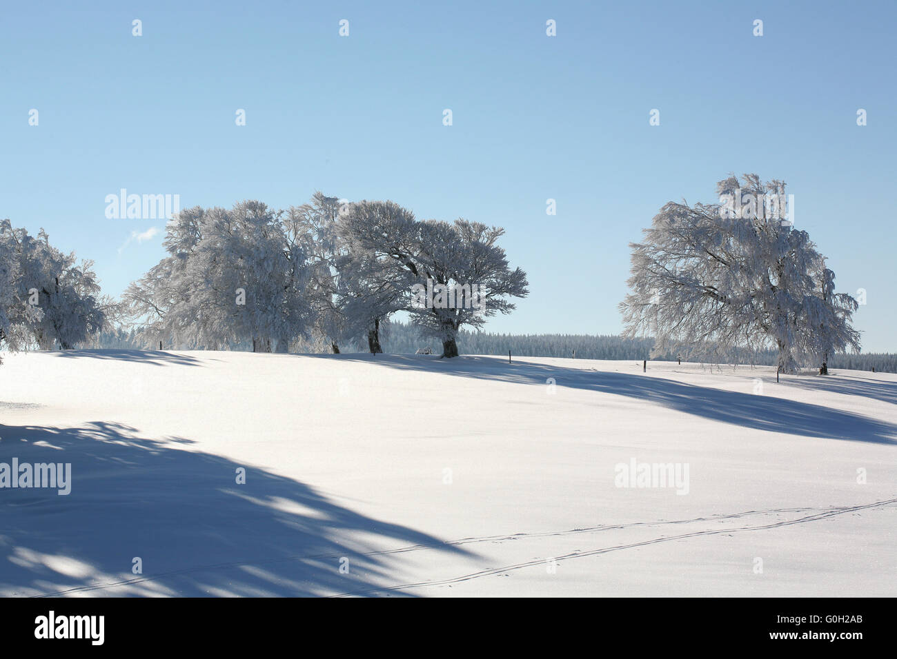 Snowy beech trees in the Black Forest Stock Photo - Alamy