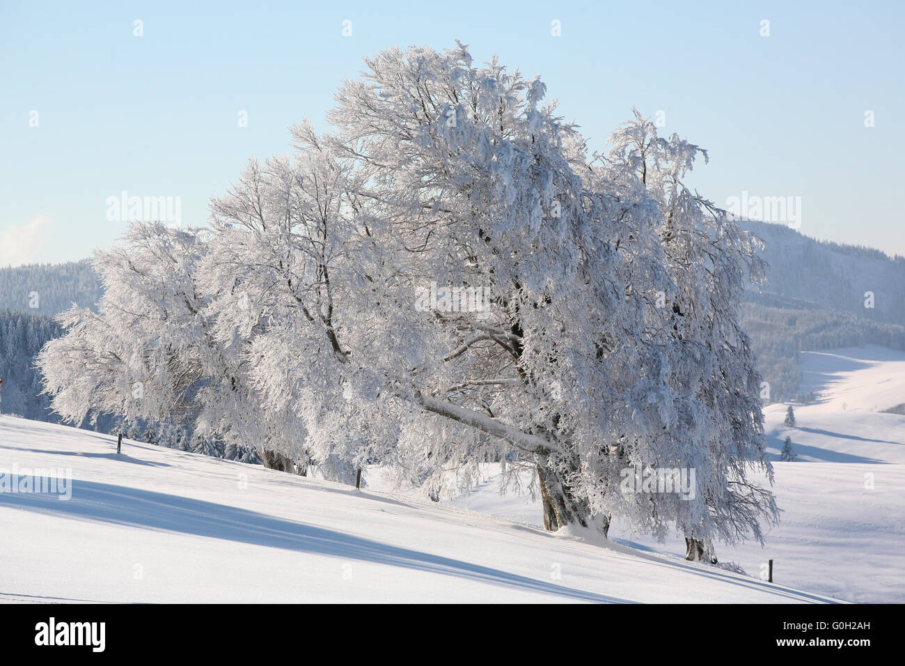 Snowy beech trees in the Black Forest Stock Photo - Alamy