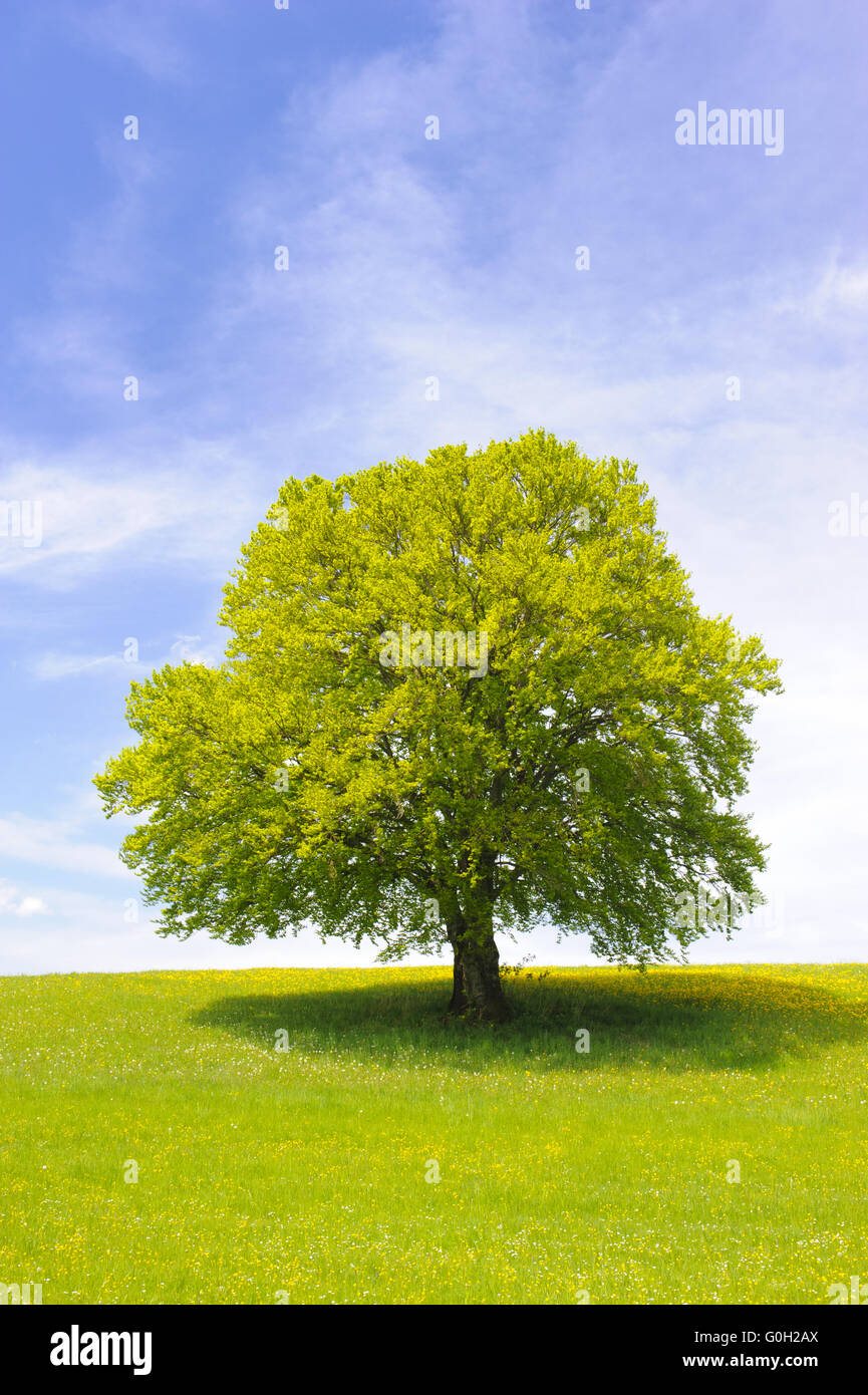 single big beech tree in meadow Stock Photo - Alamy