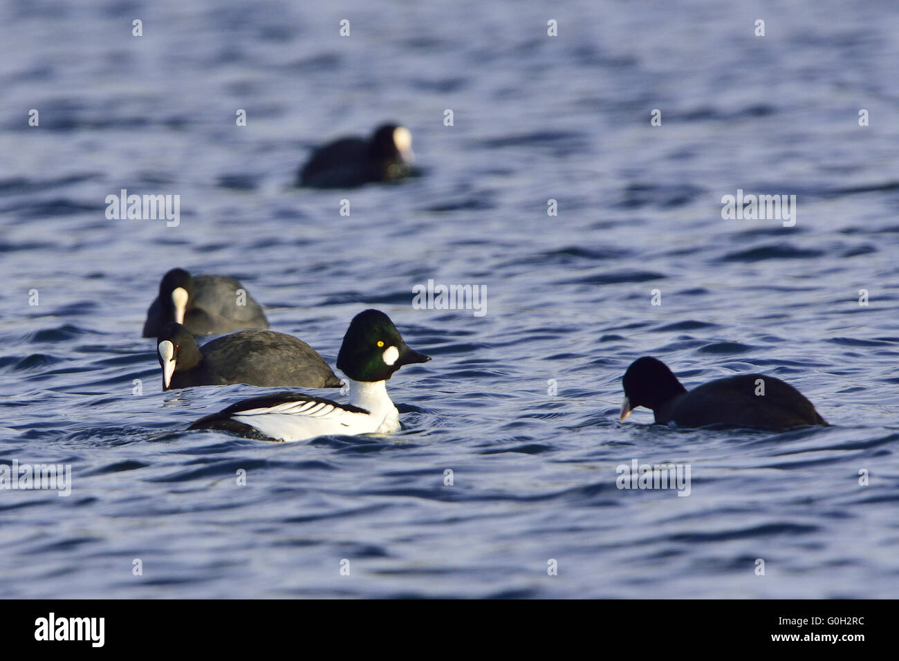 Goldeneye hi-res stock photography and images - Alamy