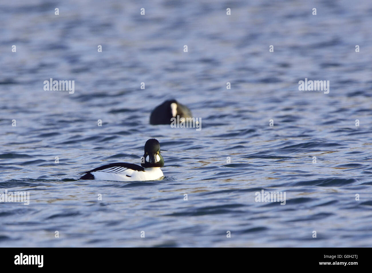 Goldeneye display hi-res stock photography and images - Alamy