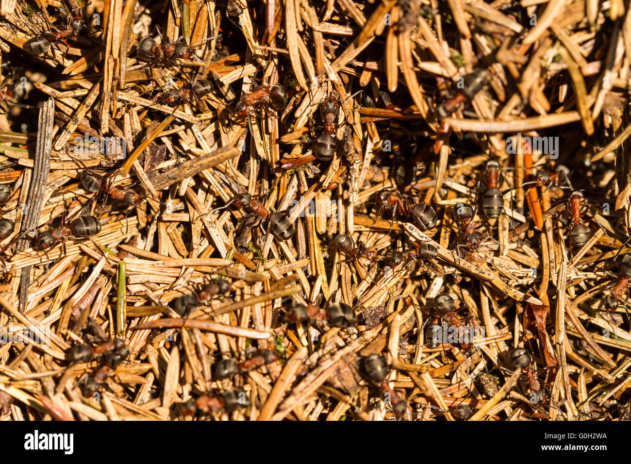 Formica building hi-res stock photography and images - Alamy