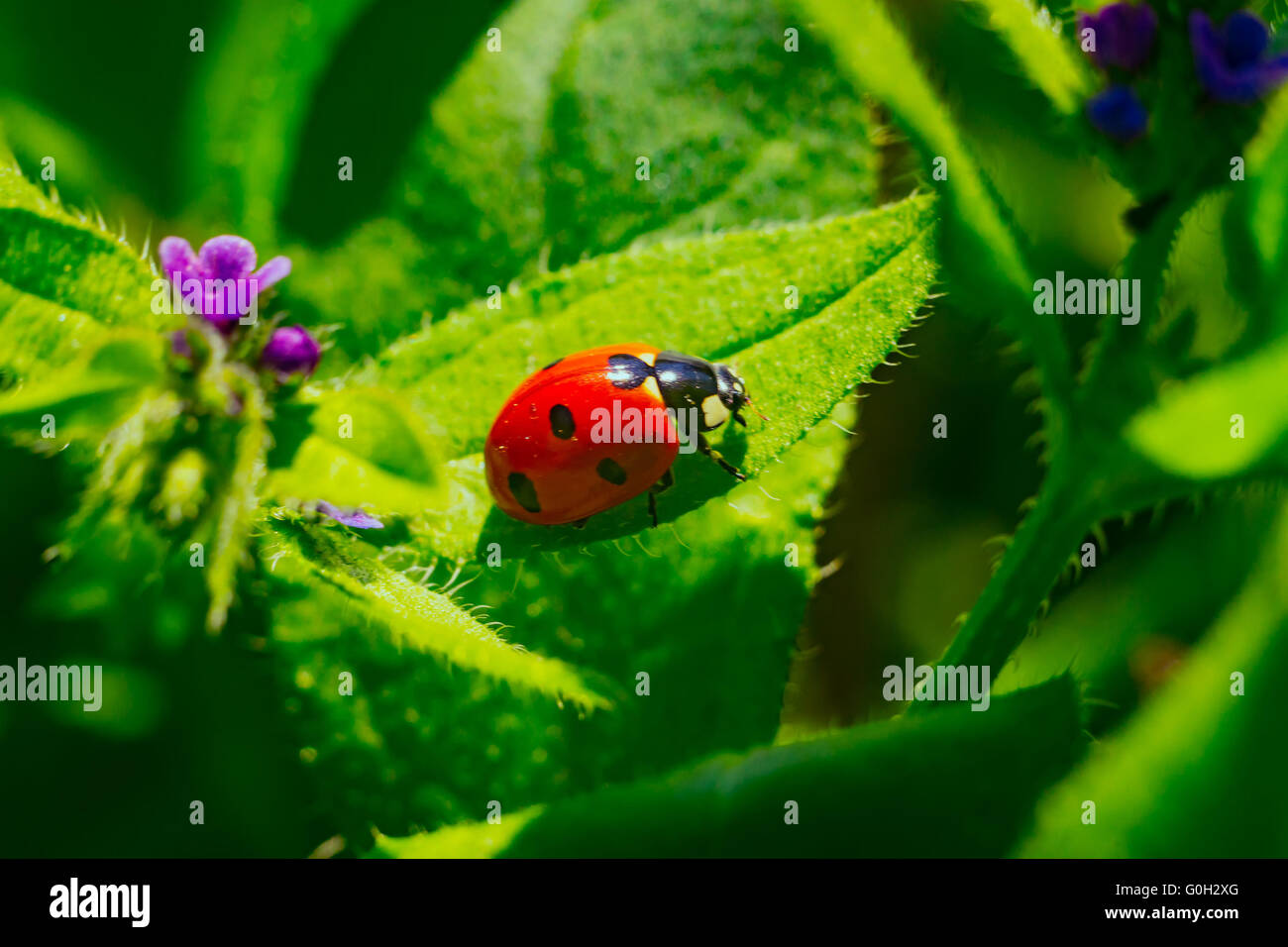 Closeup of ladybird on green leaves Stock Photo - Alamy