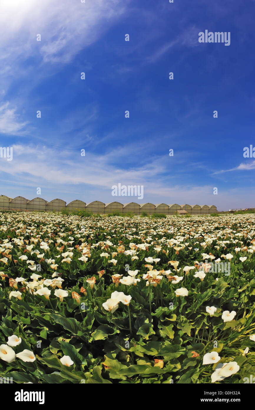 Big picturesque field of white flowers Stock Photo - Alamy