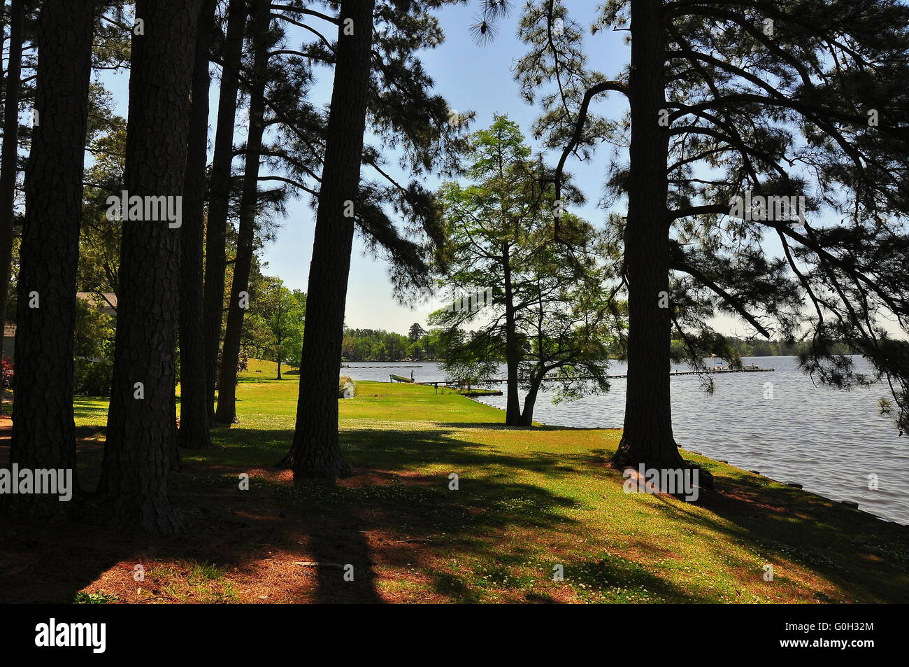 Bath, North Carolina: Tall pine trees on the lawns at Bonner's Point ...