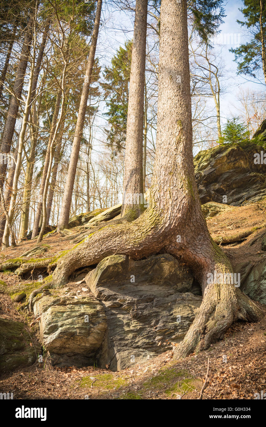 Tree roots in the rock hi-res stock photography and images - Alamy