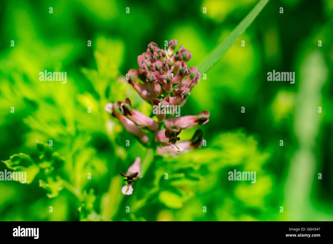 Weed plant with a very small and beautiful buds Stock Photo - Alamy