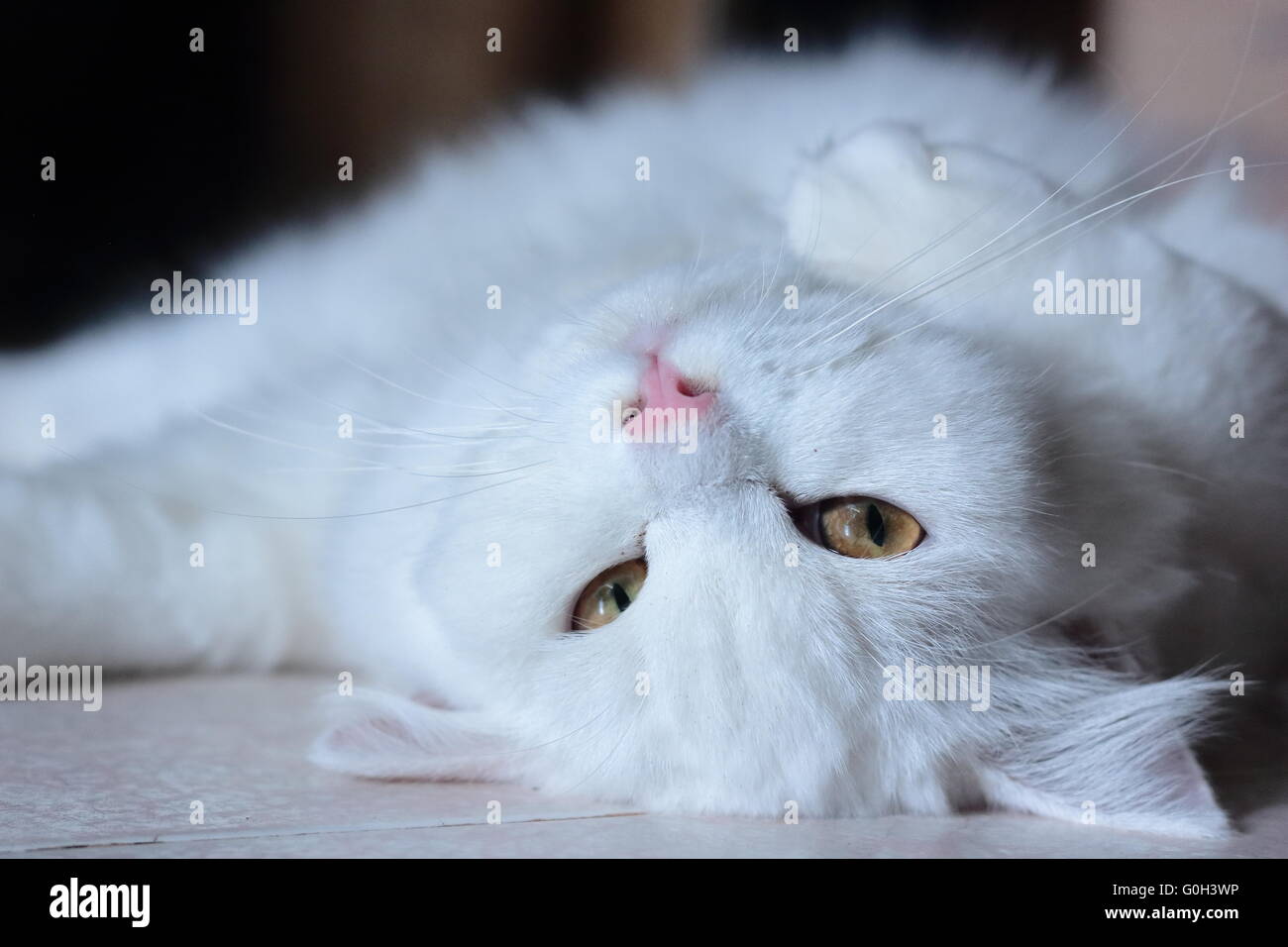 White cat sleeping hi-res stock photography and images - Alamy