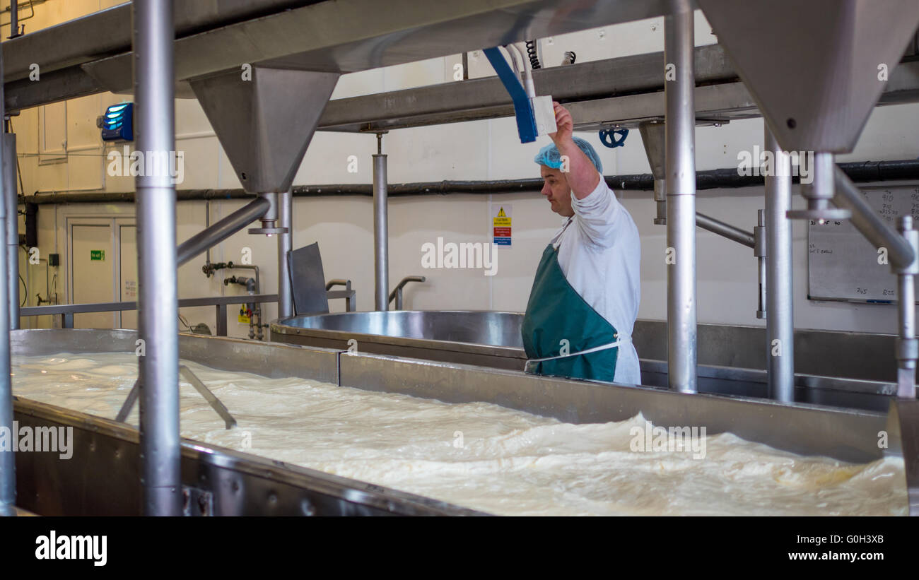 A Cheese factory employee making curd Stock Photo - Alamy