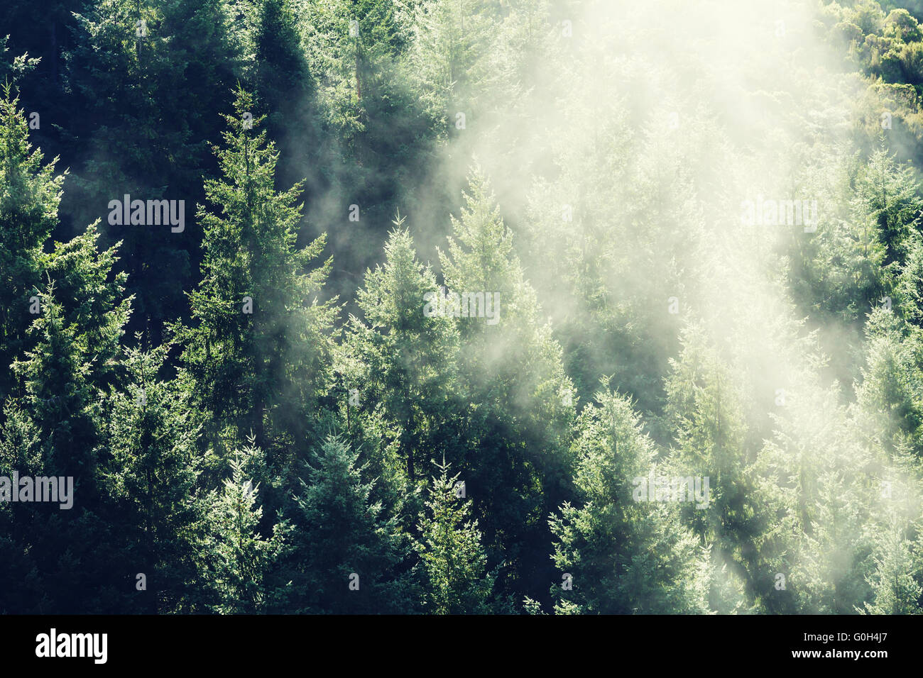 Fog in forest Stock Photo - Alamy