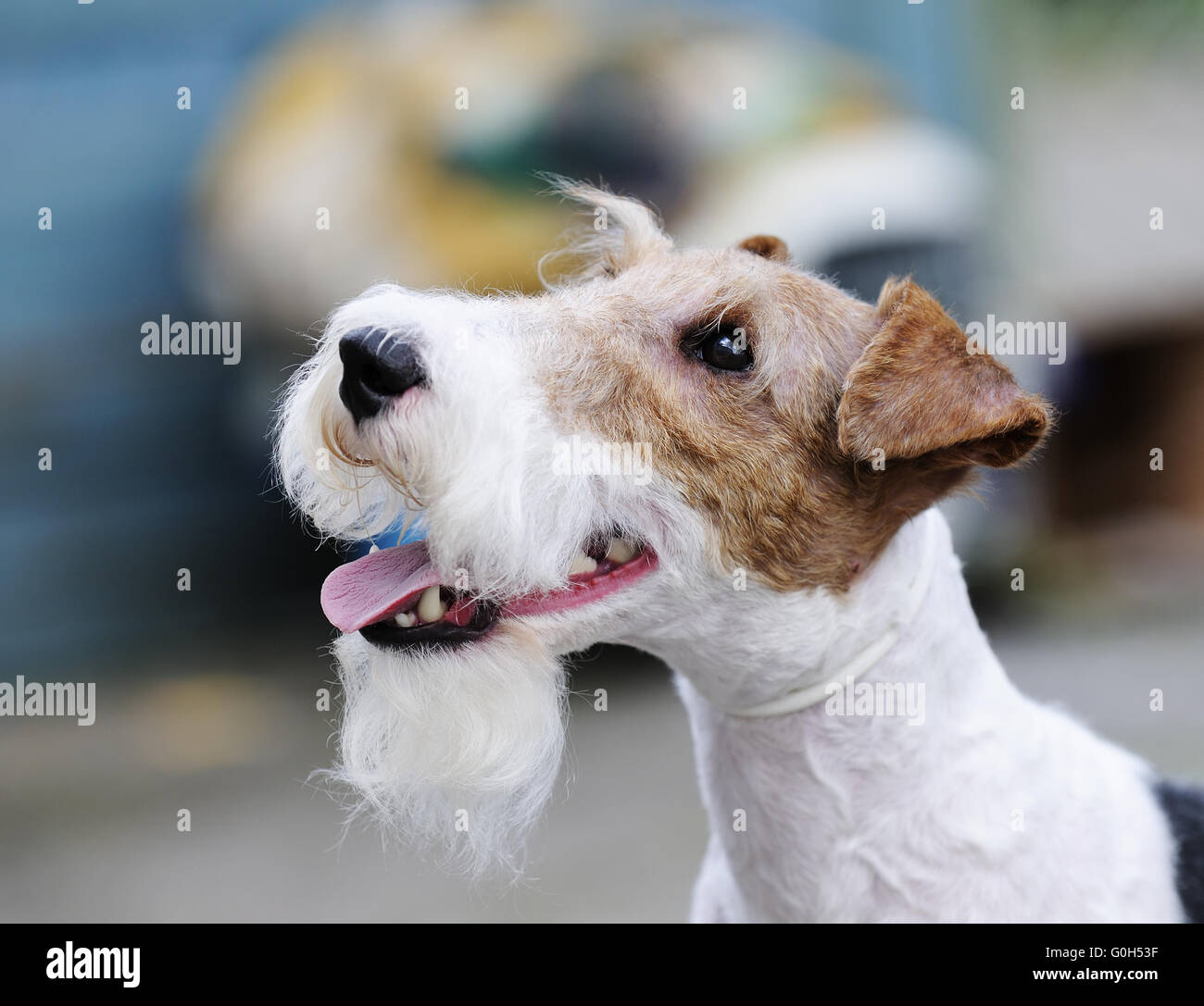 Fox terrier outdoors portrait over blurry background Stock Photo - Alamy