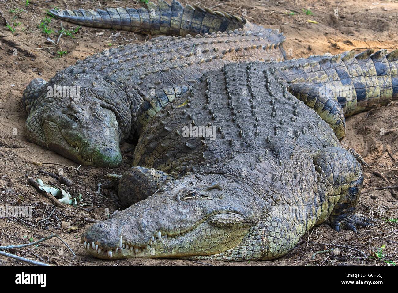 Crocodylidae family hi-res stock photography and images - Alamy