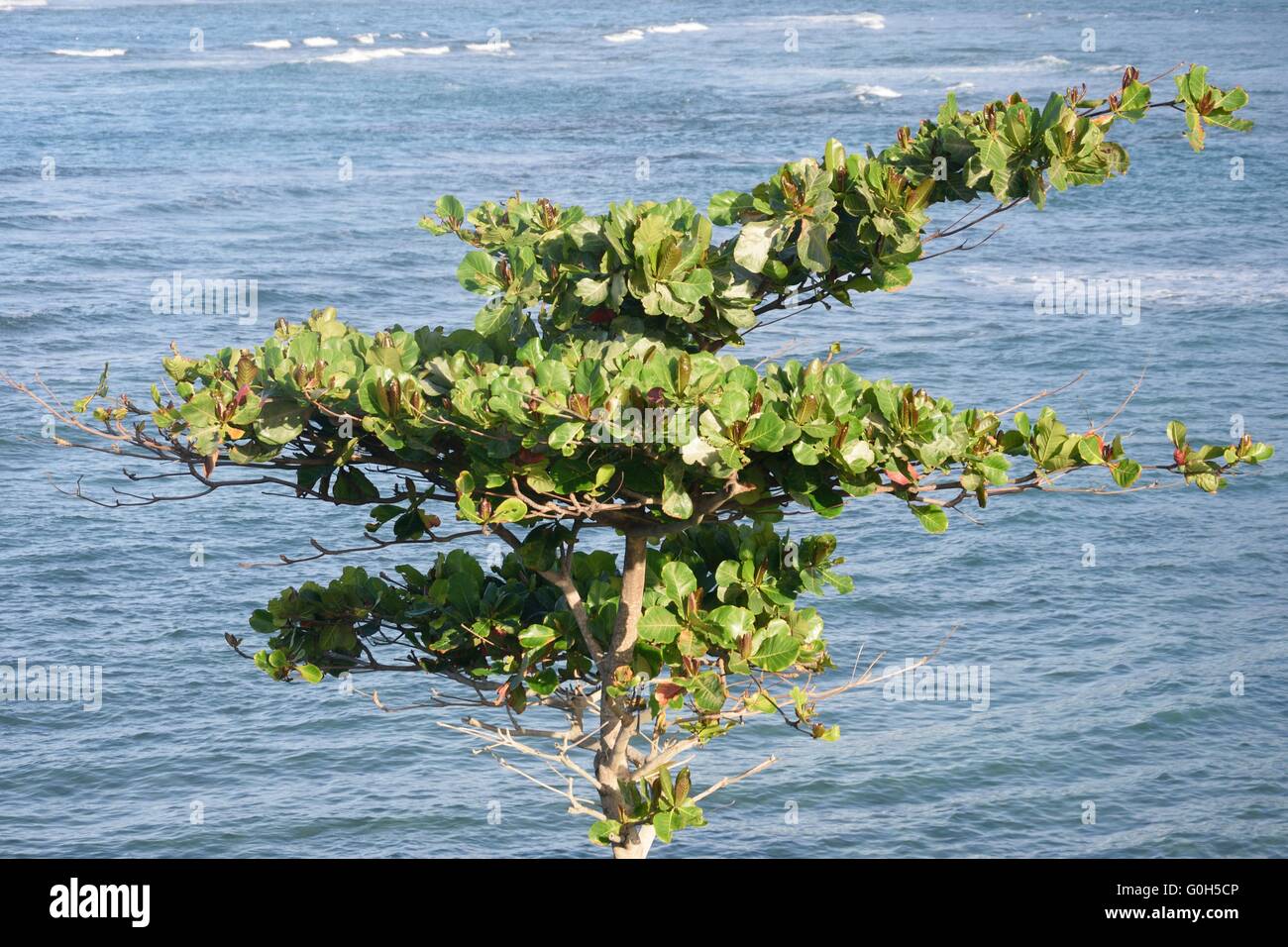 Green Tree with Ocean Background Stock Photo - Alamy