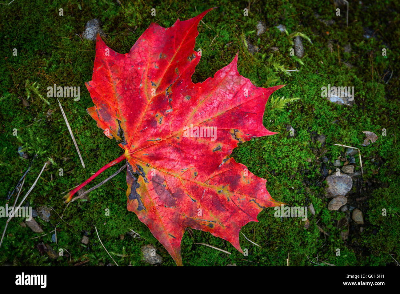 Beautiful autumn leaves Stock Photo - Alamy