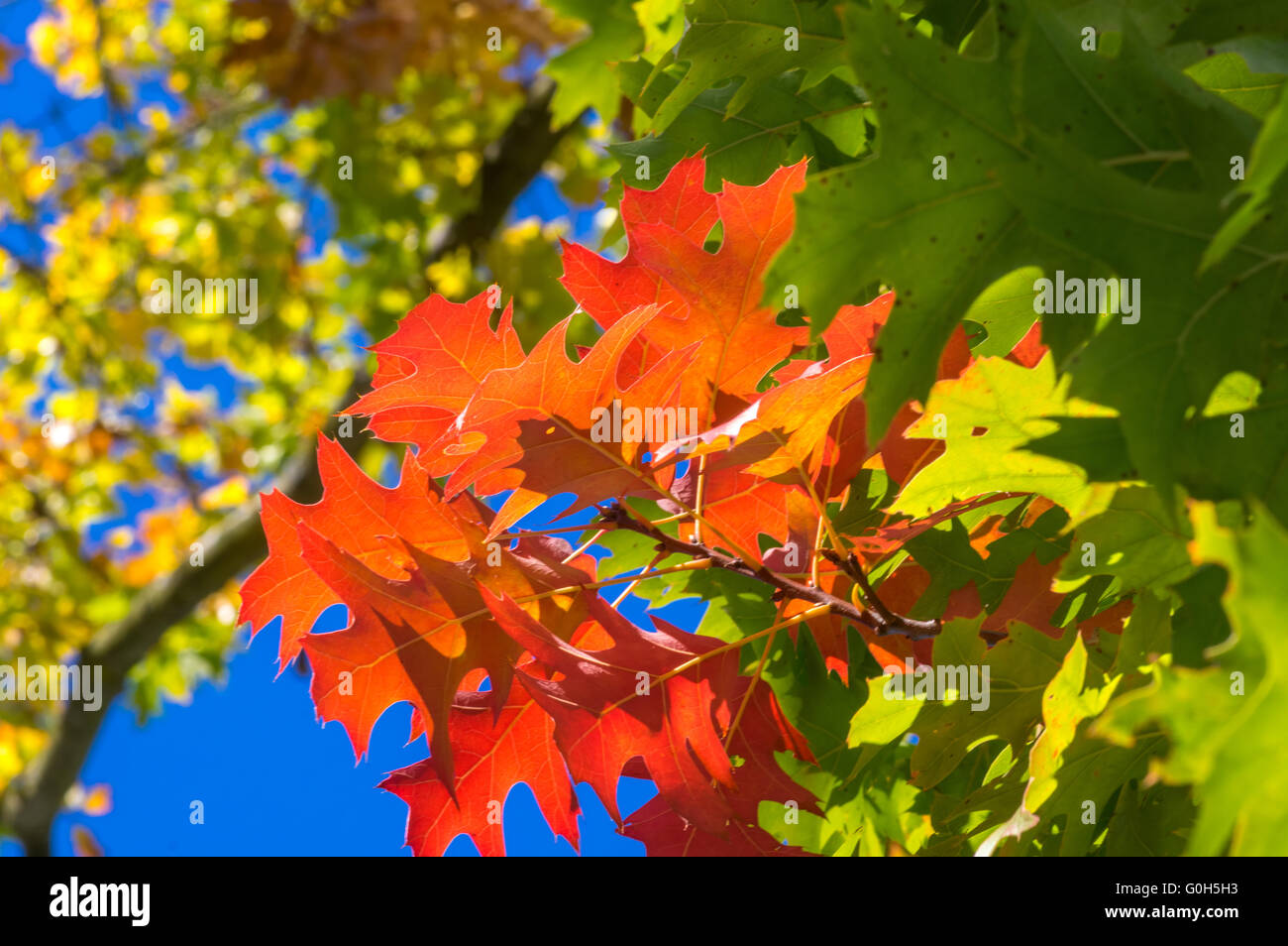 Beautiful autumn leaves Stock Photo - Alamy