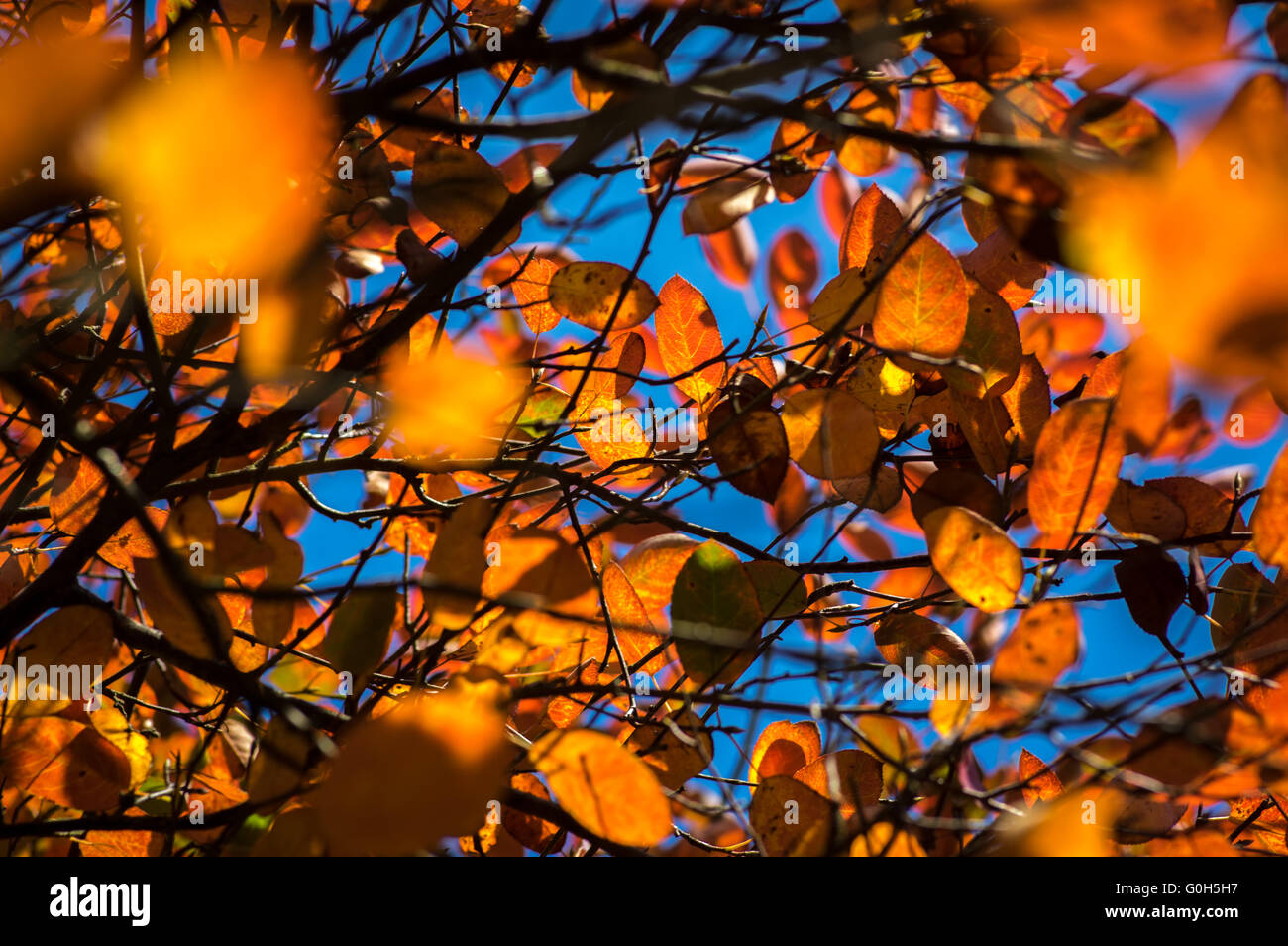 Beautiful autumn leaves Stock Photo - Alamy