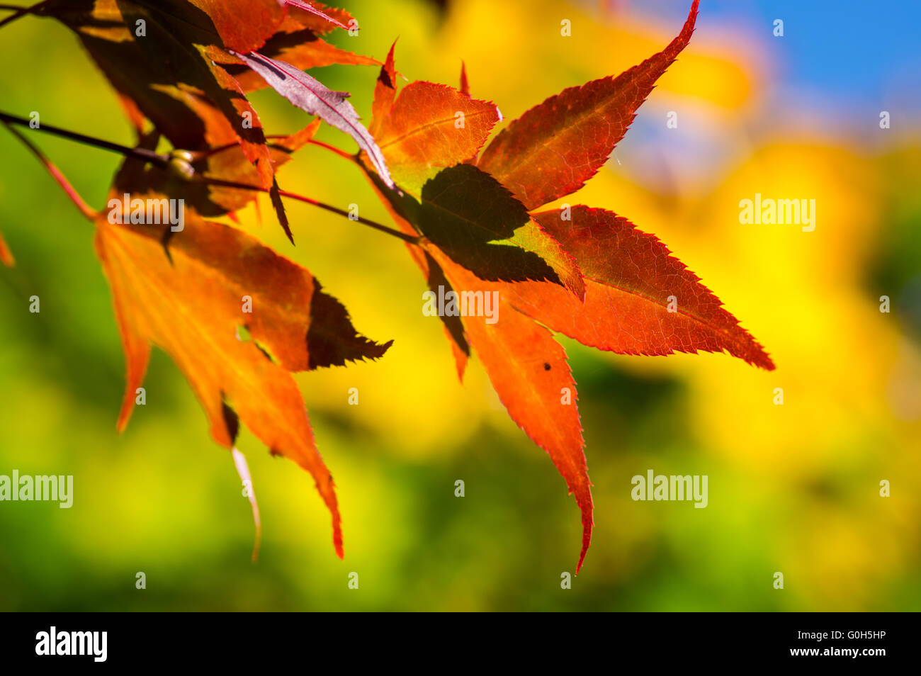 Beautiful autumn leaves Stock Photo - Alamy