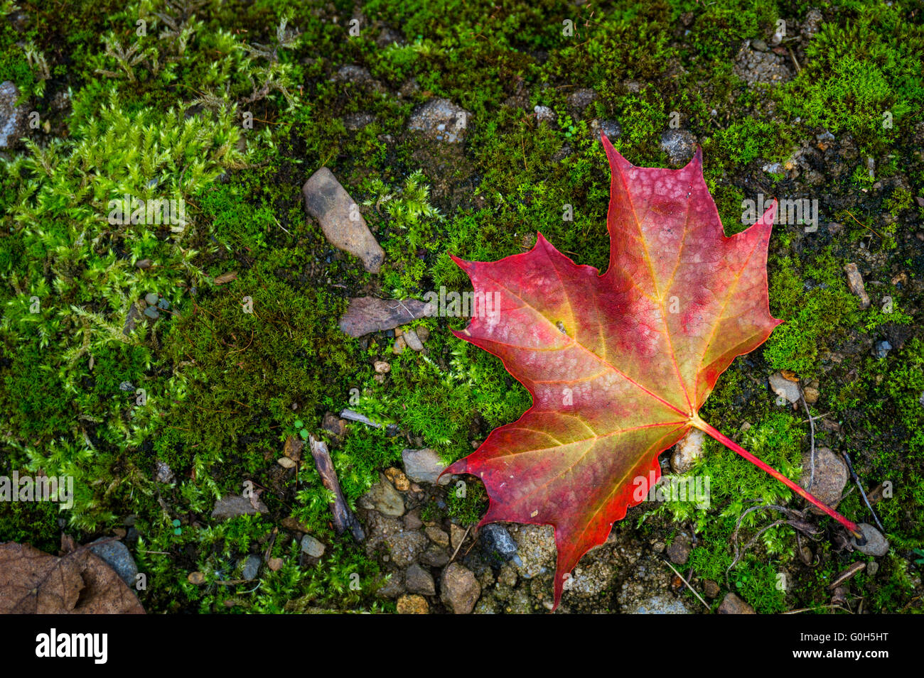 Beautiful autumn leaves Stock Photo - Alamy