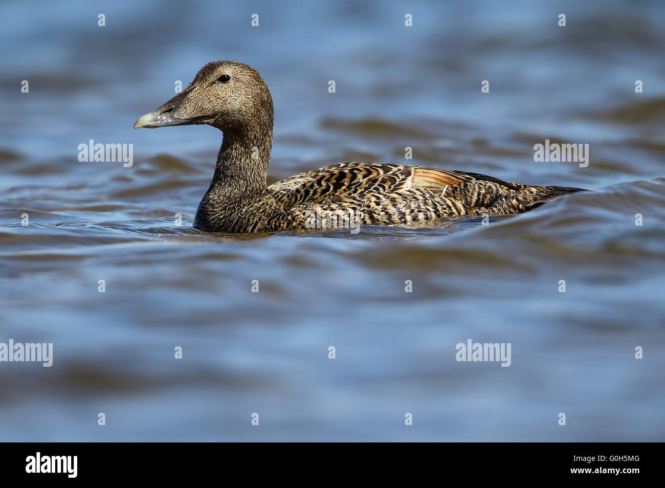 Female Common Eider Duck (Somateria mollissima Stock Photo - Alamy