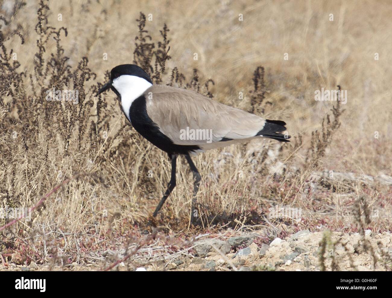 Spur winged lapwing hi-res stock photography and images - Alamy