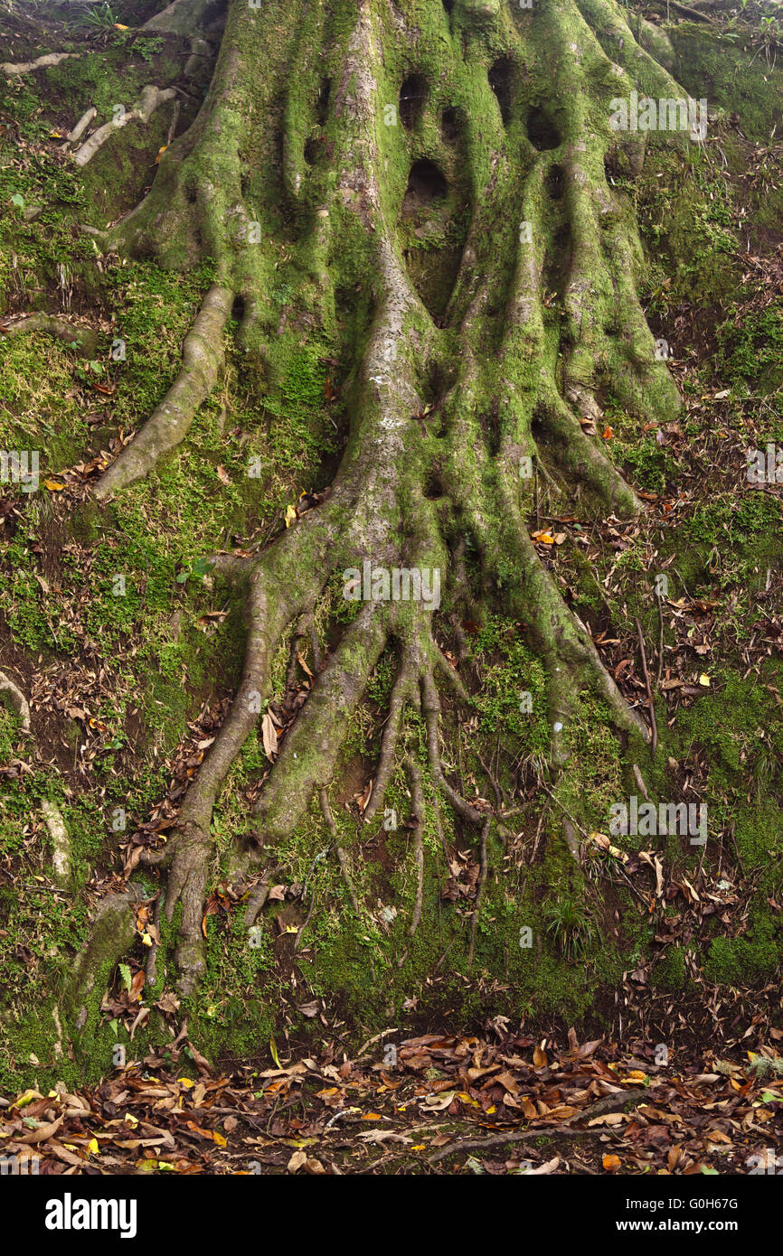 Moss and tree roots Stock Photo - Alamy