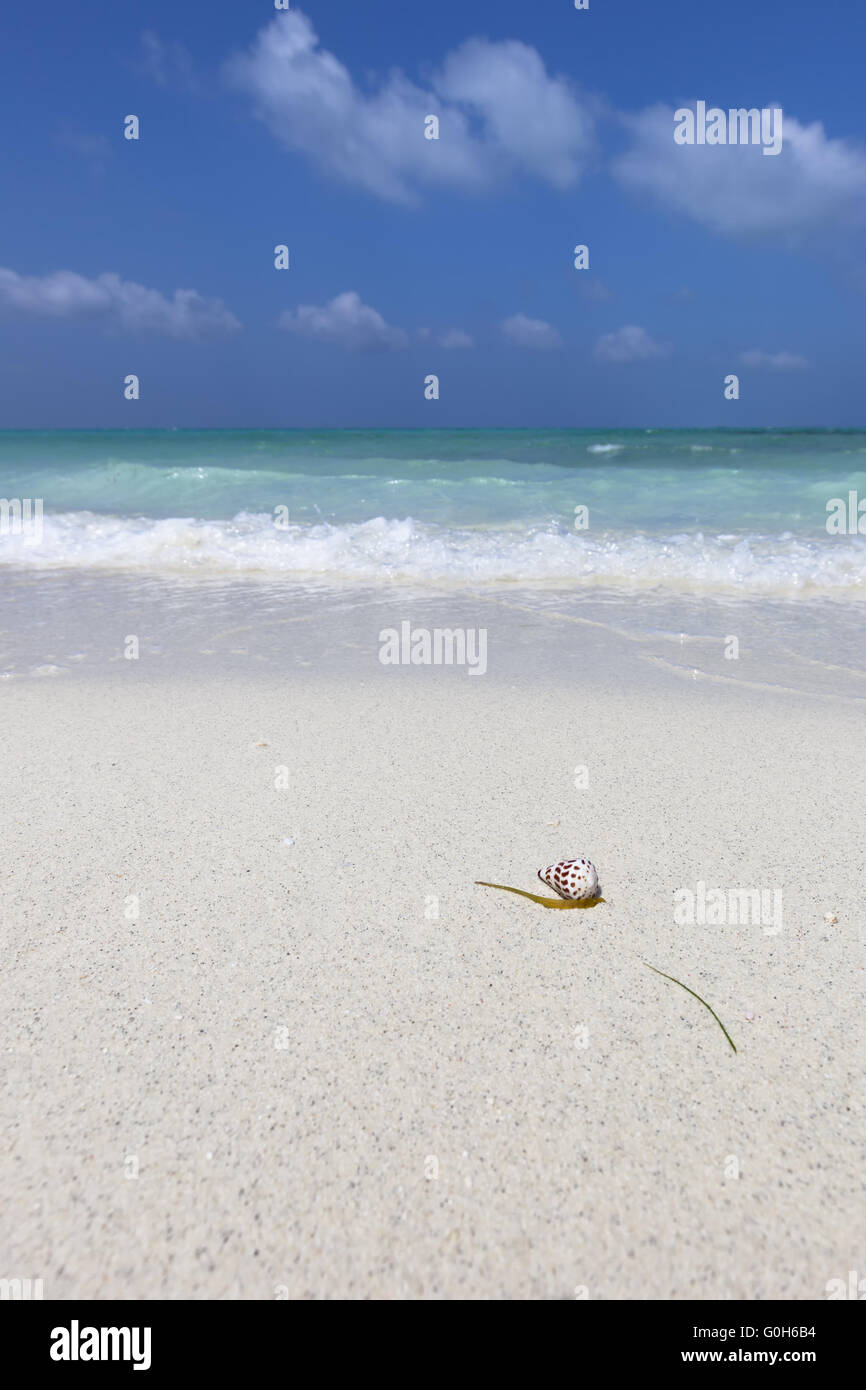 Shell on the beach hi-res stock photography and images - Alamy