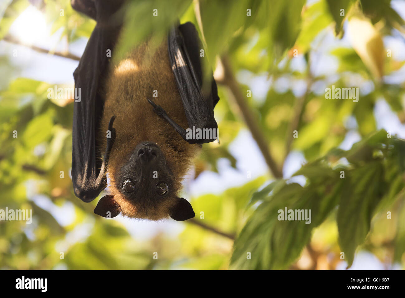 Asia wings hi-res stock photography and images - Alamy