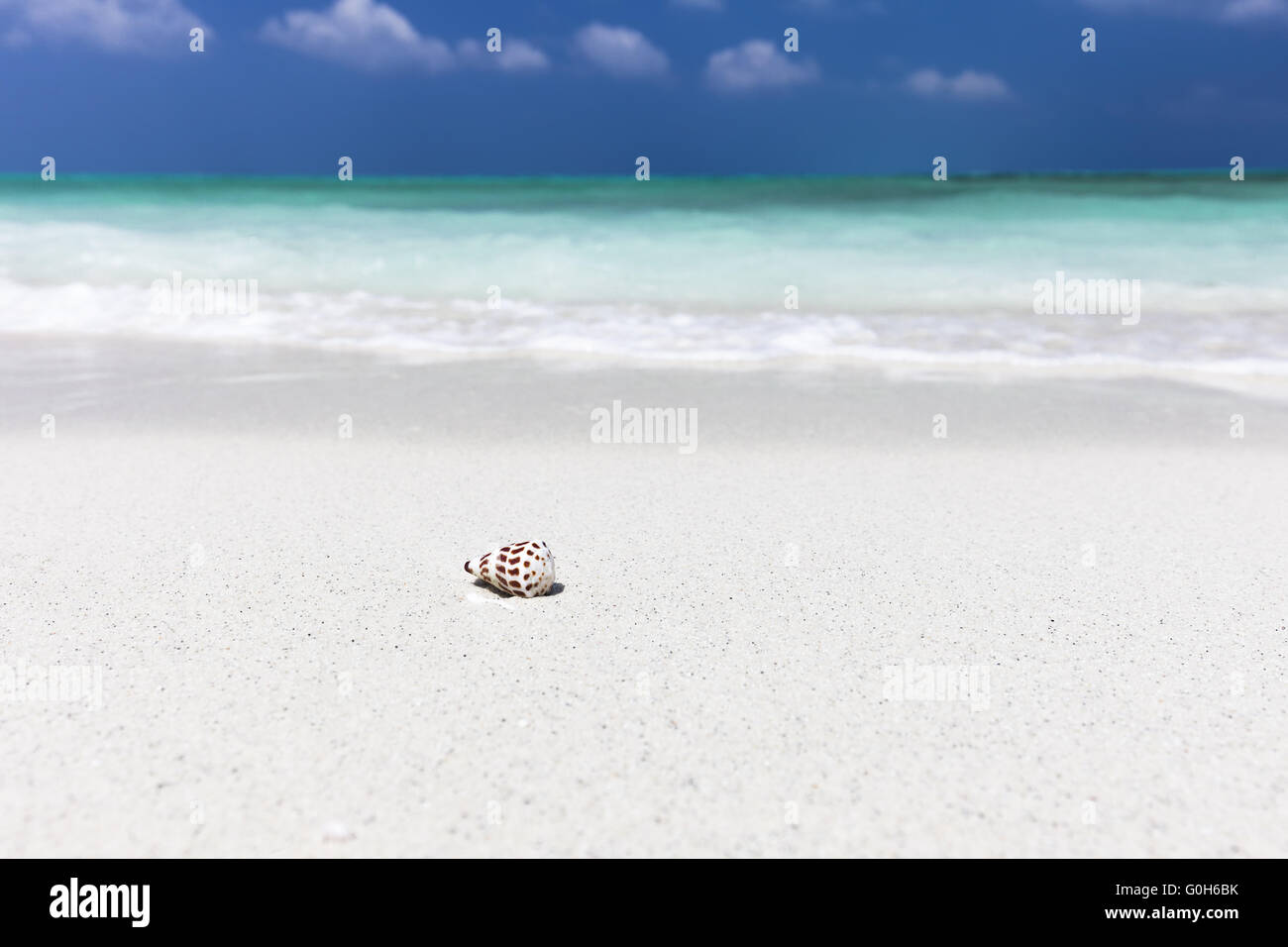 shell on the beach Stock Photo - Alamy