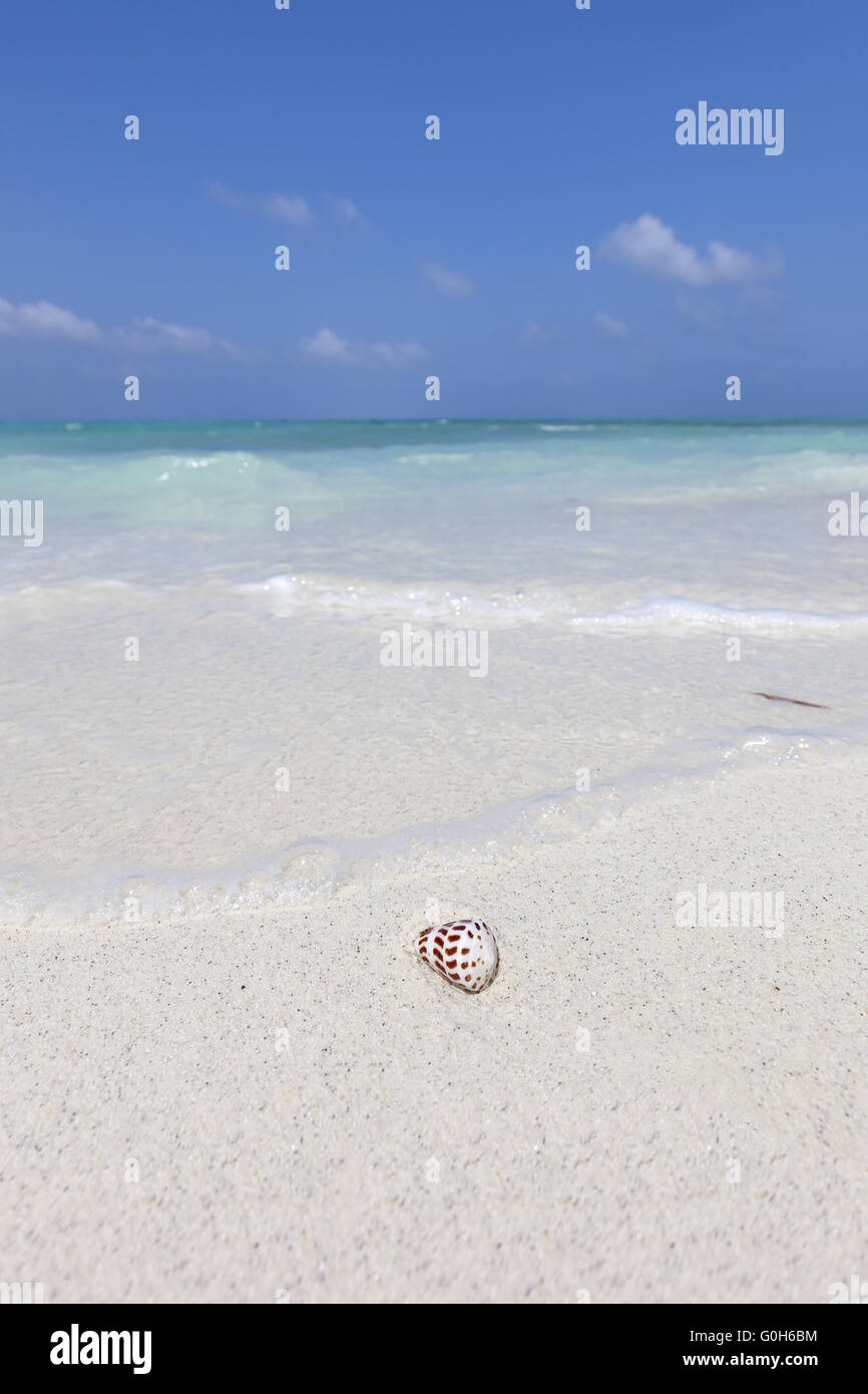 shell on the beach Stock Photo - Alamy