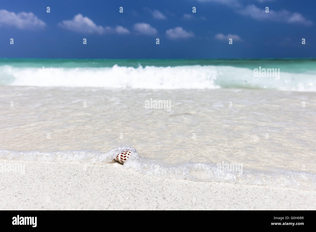 shell on the beach Stock Photo - Alamy