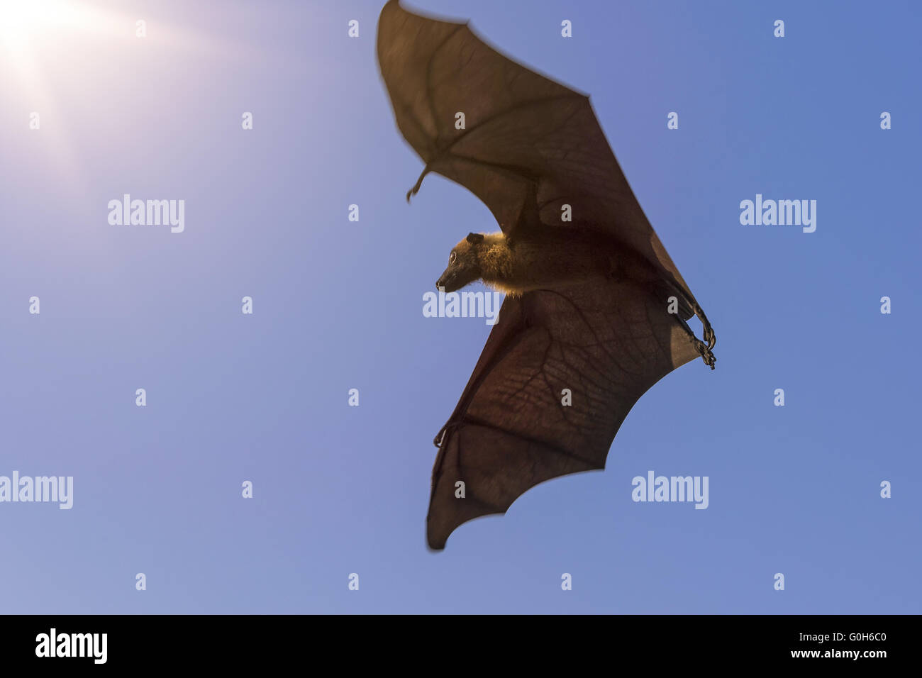 Bat sun hi-res stock photography and images - Alamy