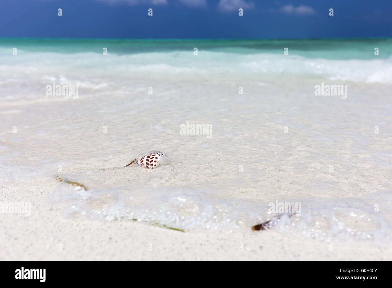 shell on the beach Stock Photo - Alamy