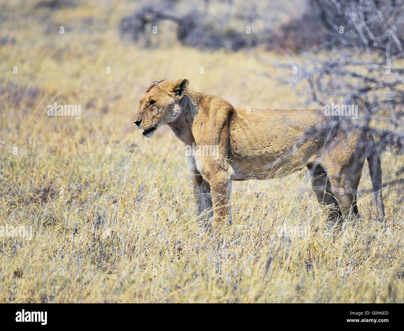 Lioness in Namibia Africa Stock Photo - Alamy