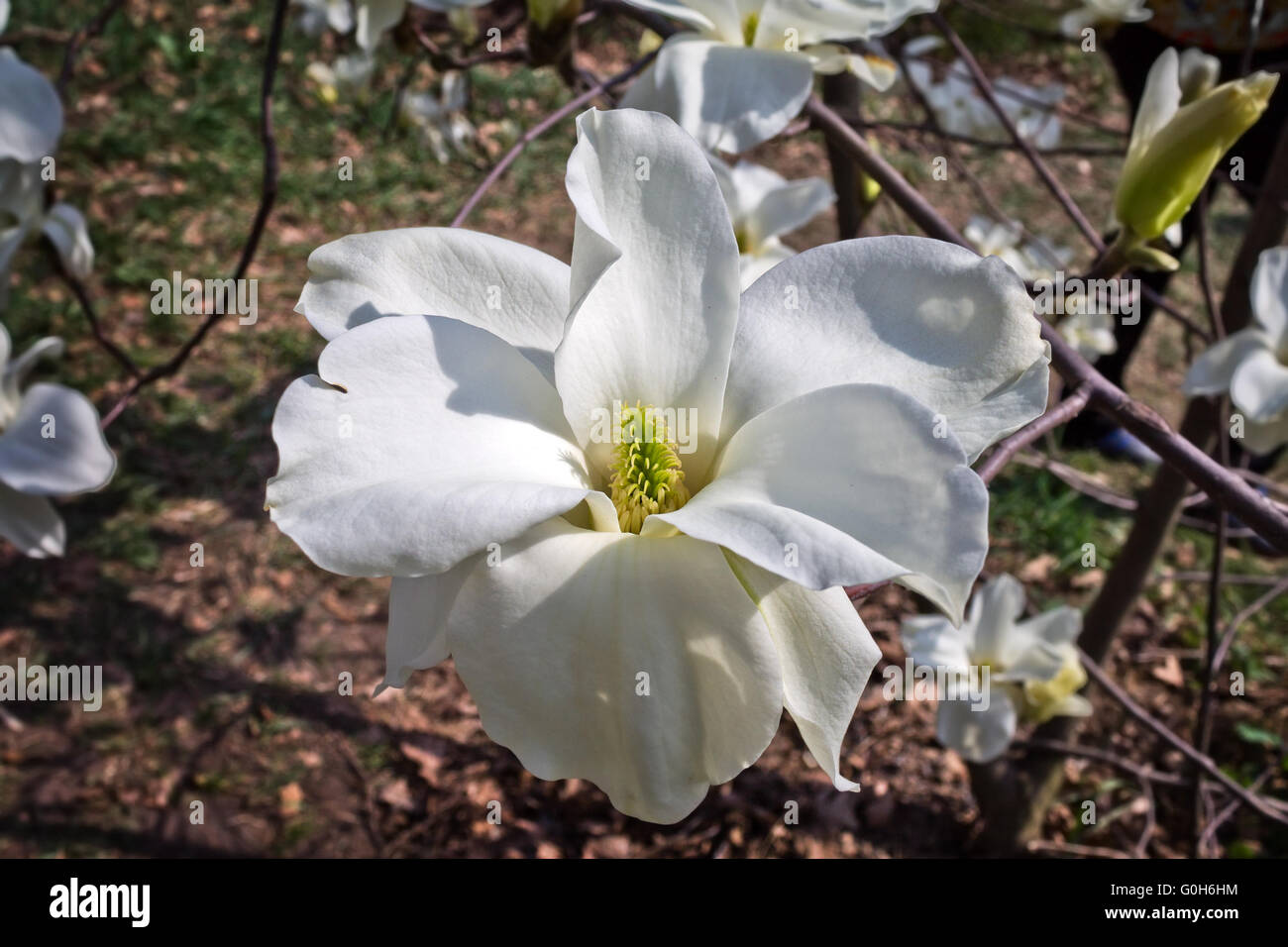 White magnolia garden hi-res stock photography and images - Alamy