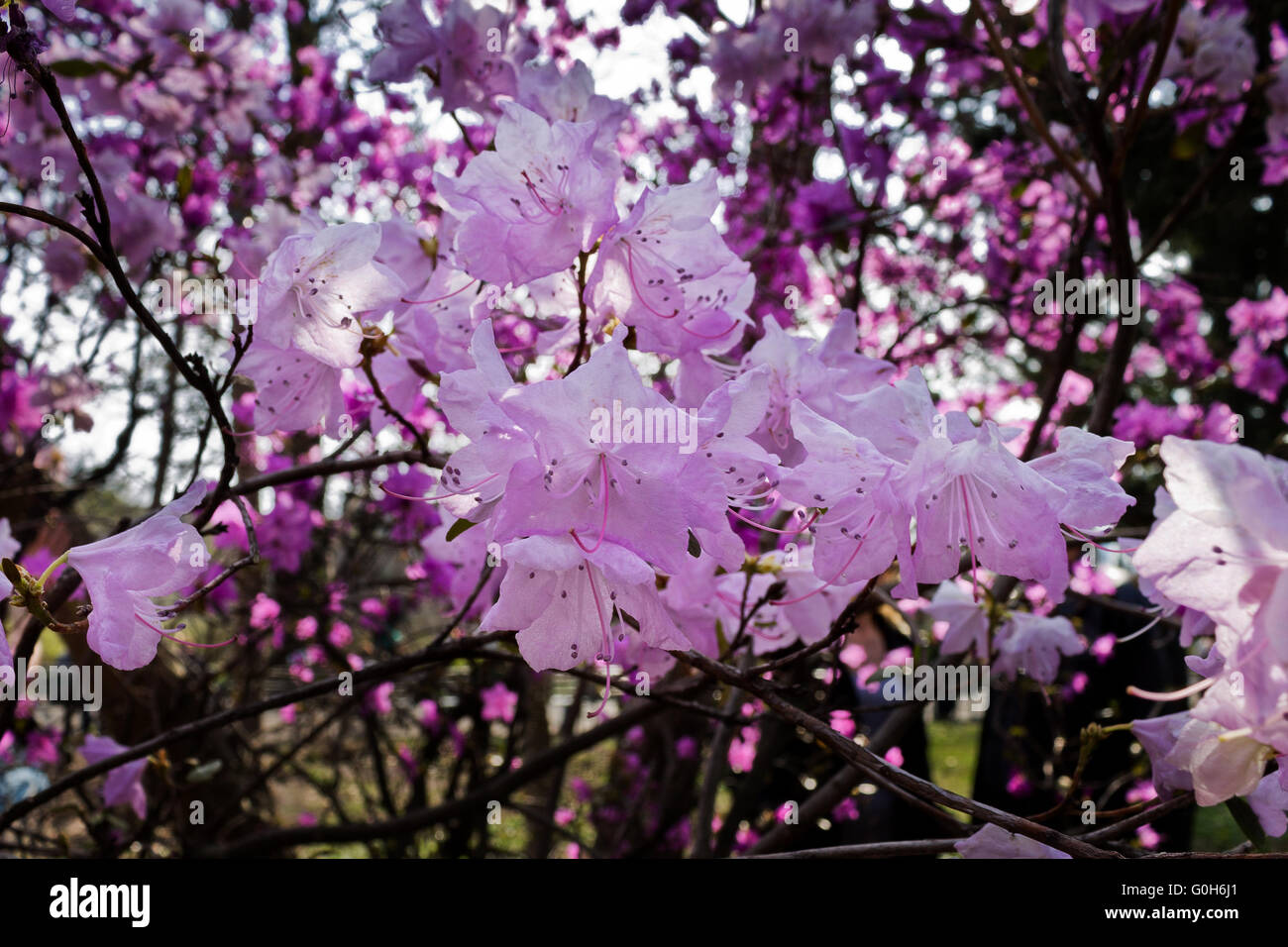 Flowering branch of lilac rhododendron closeup Stock Photo - Alamy