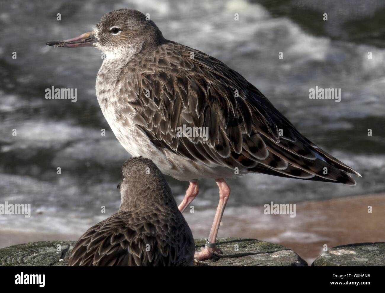 Ruff hi-res stock photography and images - Alamy