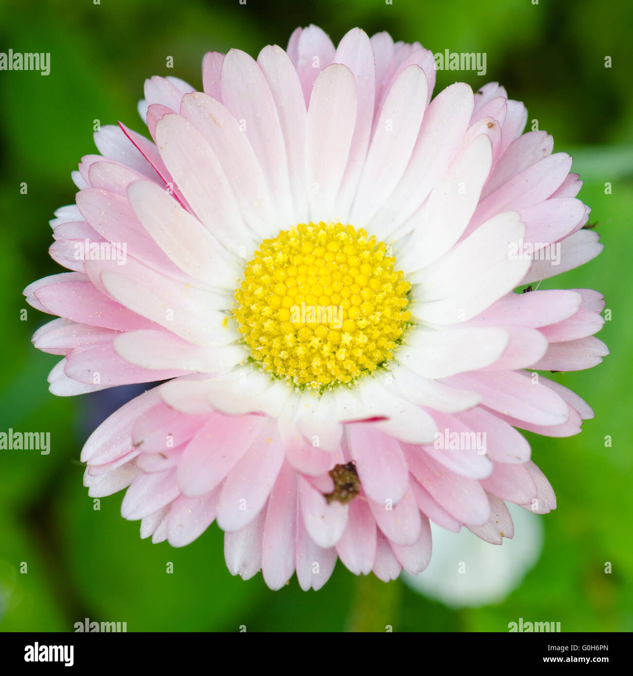 Flower of a daisy, close up Stock Photo - Alamy