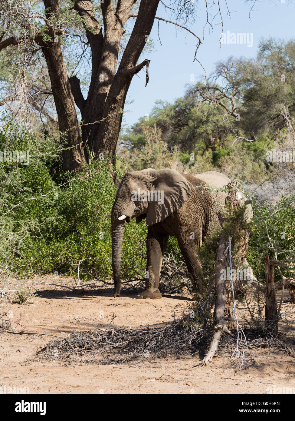 Grown desert elephant (Loxodonta africana) walking around among trees ...