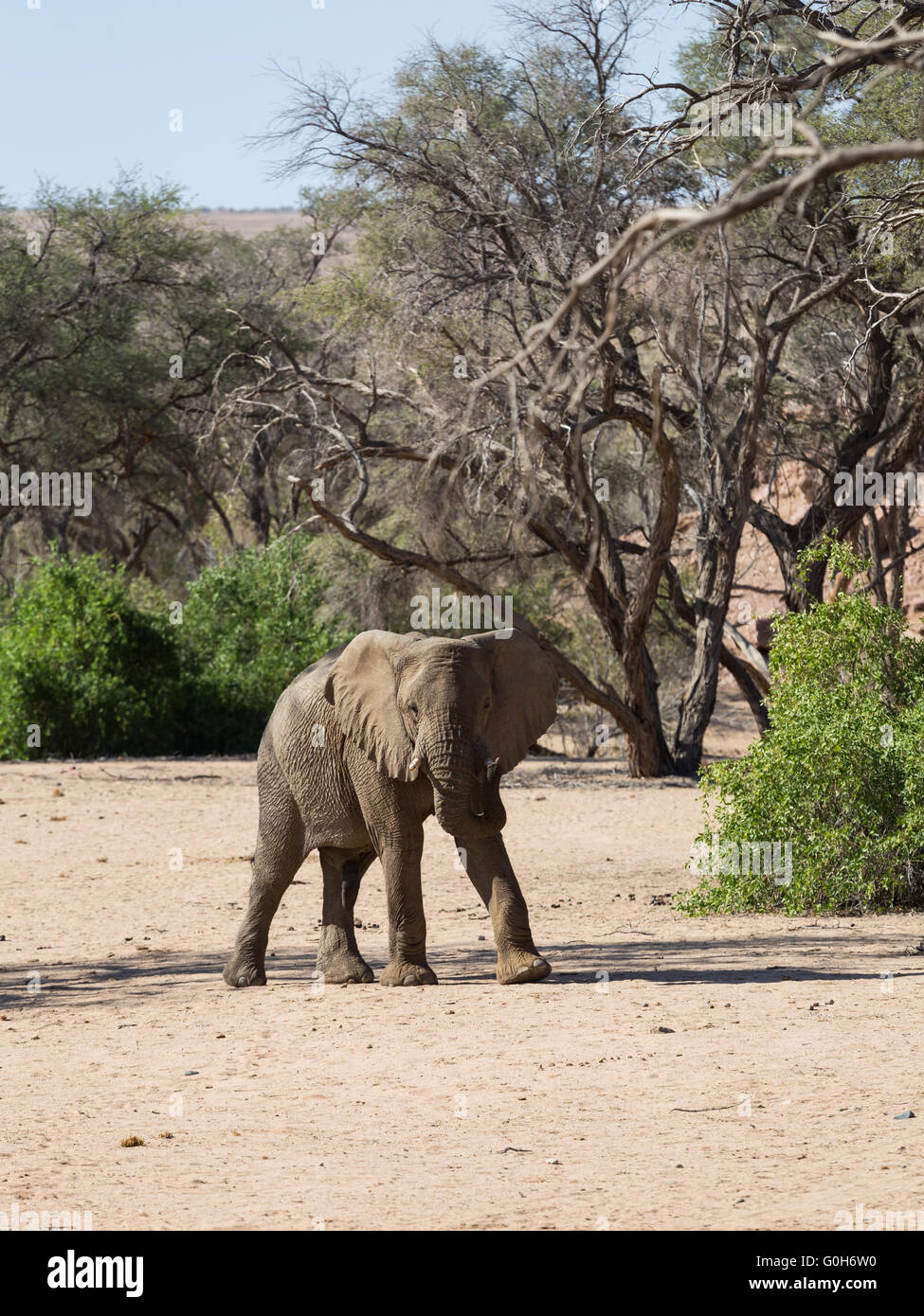 Grown desert elephant (Loxodonta africana) walking around among trees ...