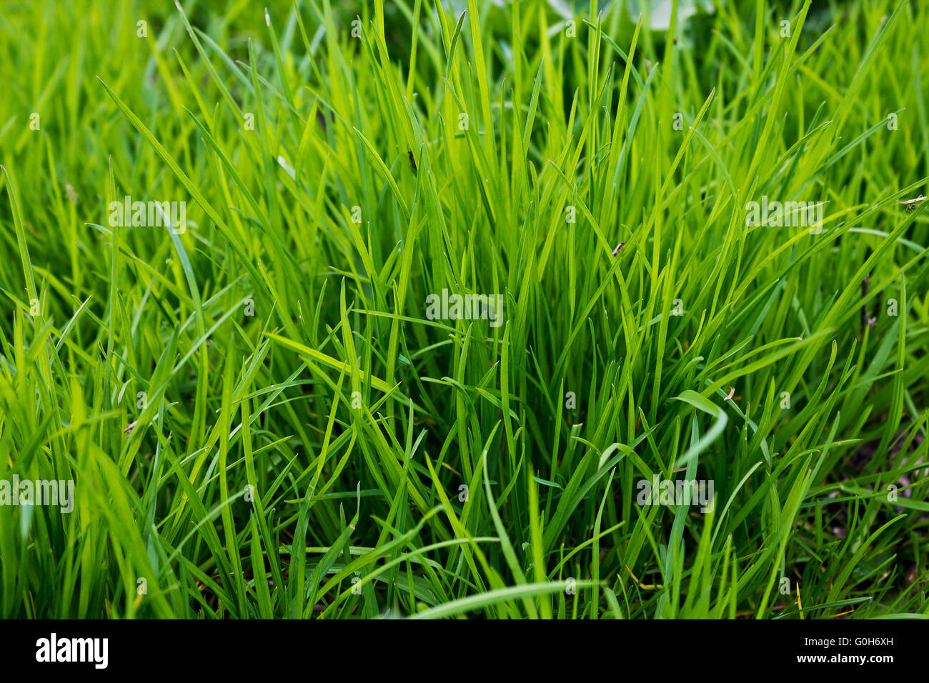 Horizontal background Fresh green grass closeup Stock Photo - Alamy