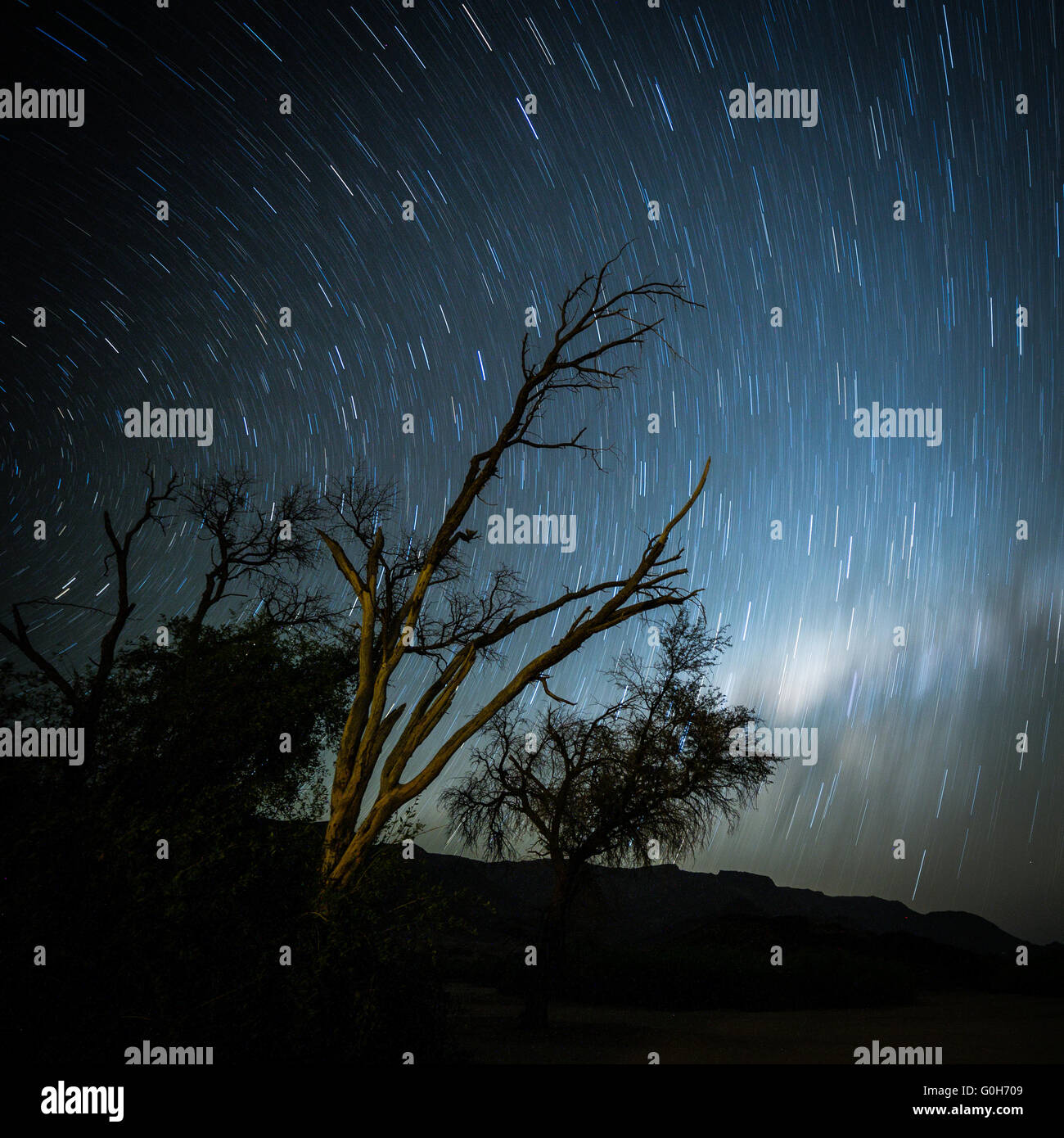 The milky way on the Namibian desert night sky. A tree reaching out for ...