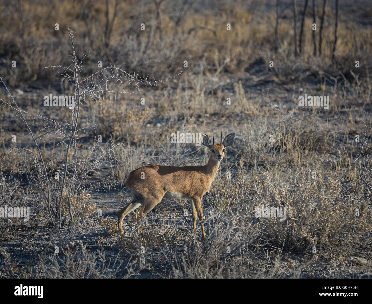 Small Dik-dik antelope pausing to look. Etosha national park, Namibia ...