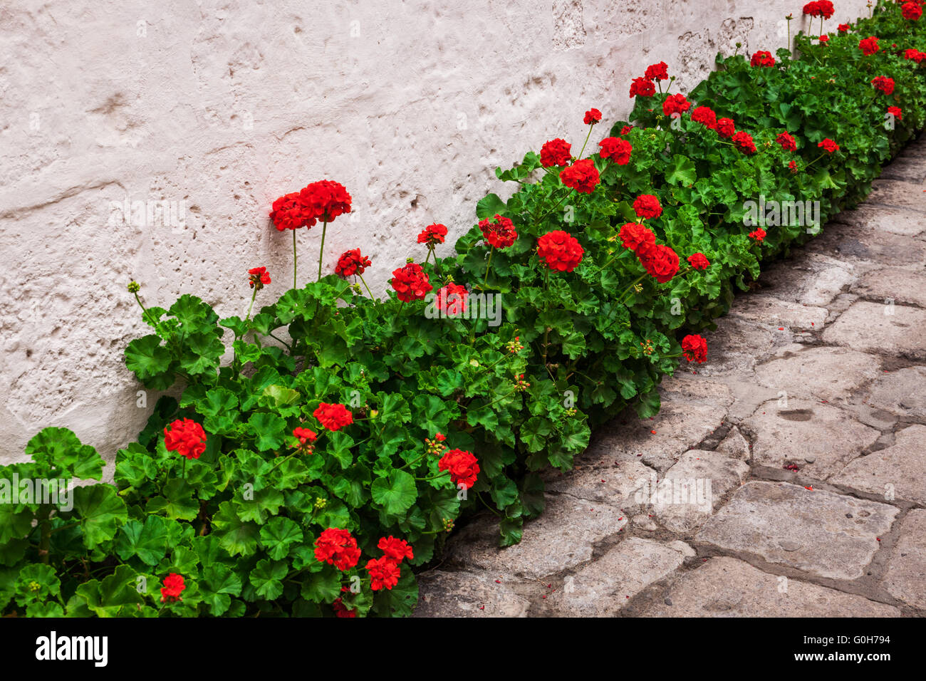 geranium on wall background Stock Photo - Alamy