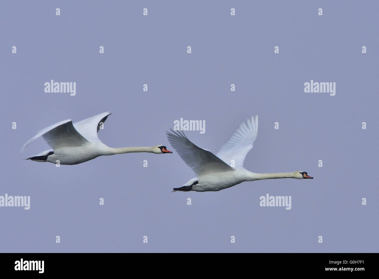 Water mute hi-res stock photography and images - Alamy