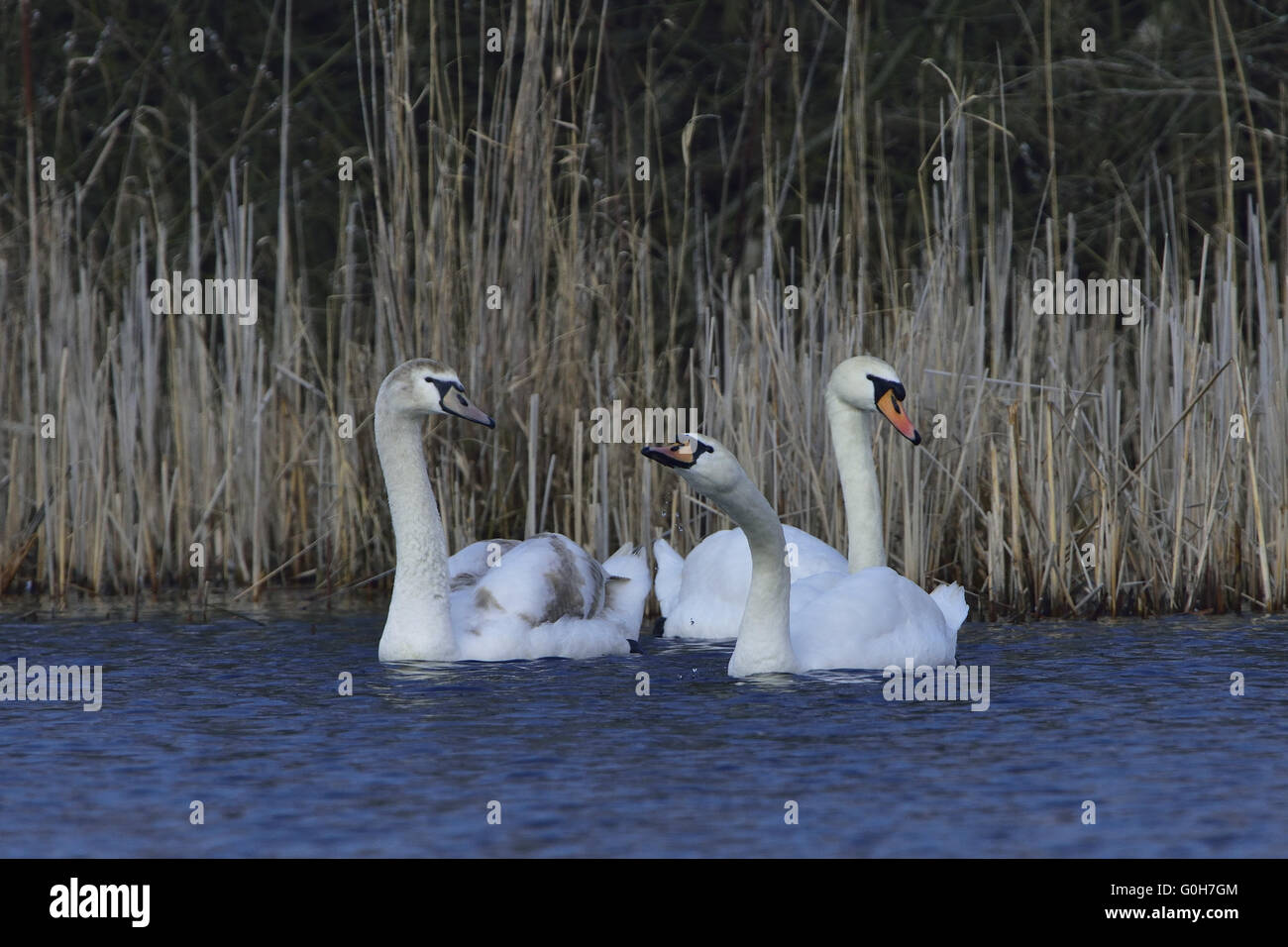 Swan black sea hi-res stock photography and images - Alamy