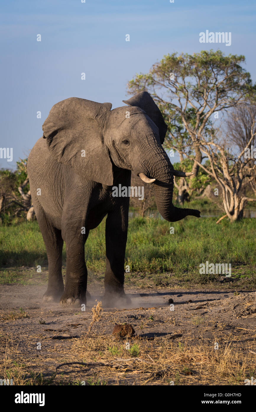 Angry elephant wirling its head and kicking up dust, at the Okavango ...