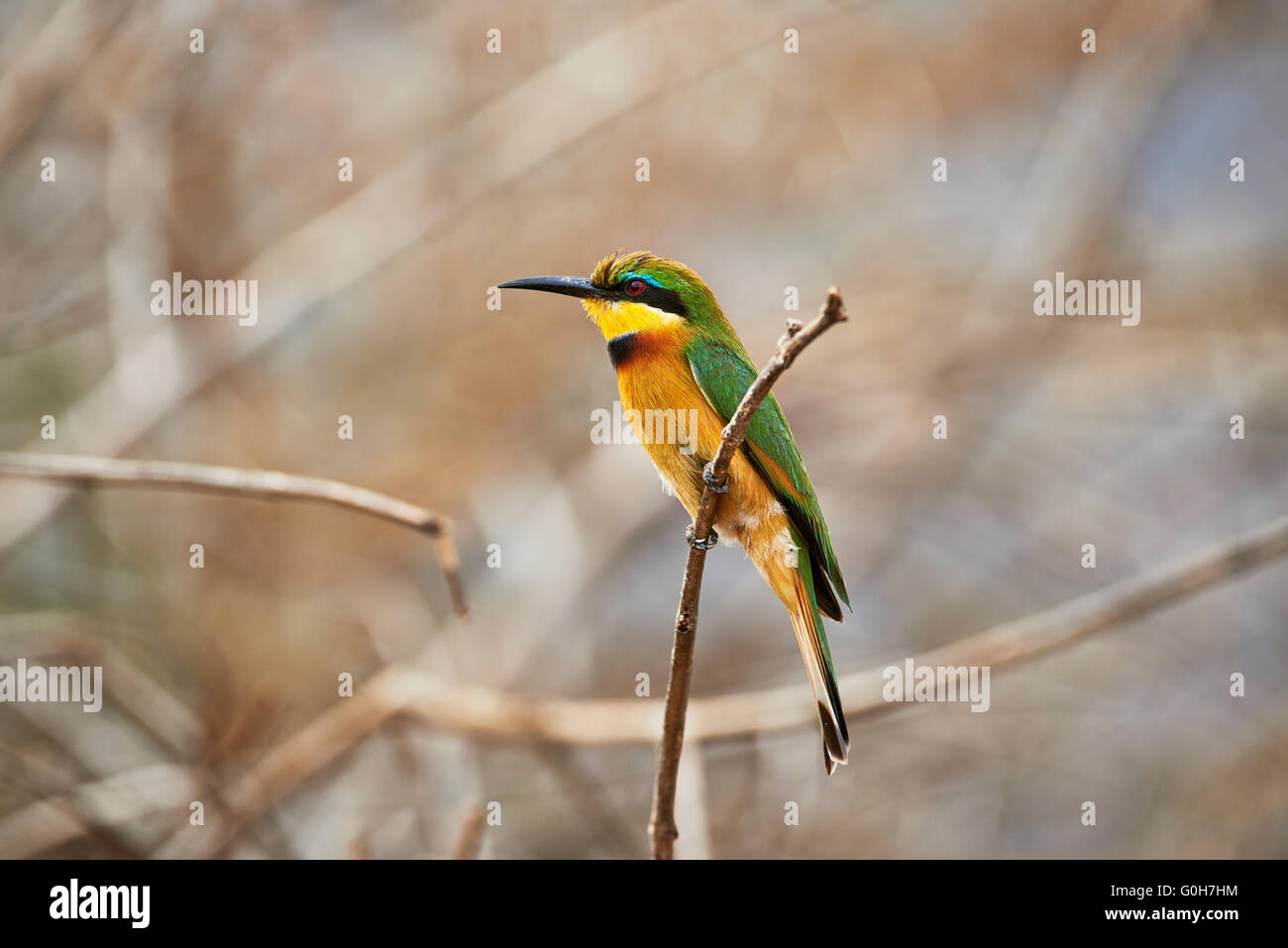little bee-eater (Merops pusillus), Lake Manyara National Park ...