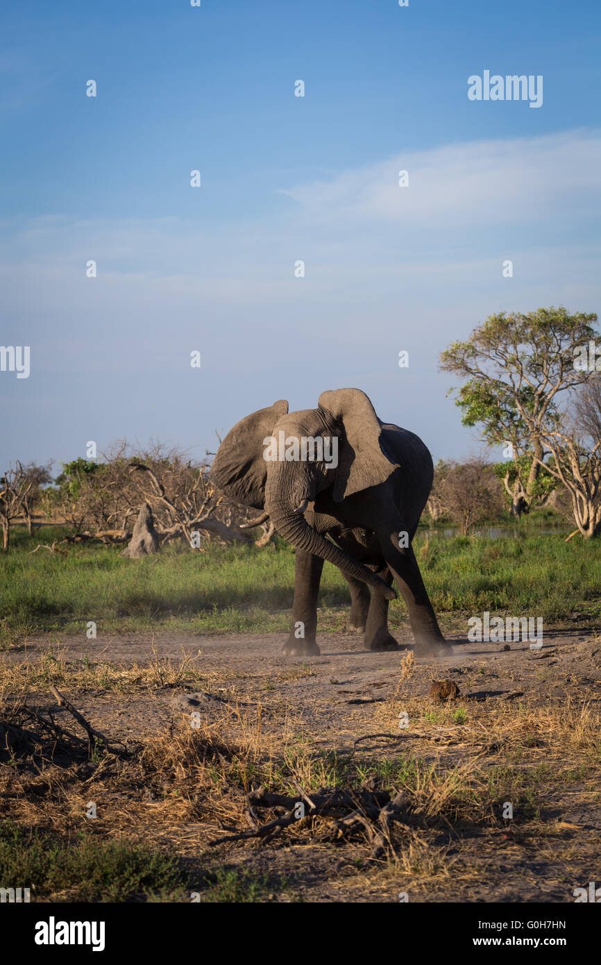 Angry elephant wirling its head and kicking up dust, at the Okavango ...